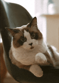 Ragdoll GIFs - Get the best GIF on GIPHY