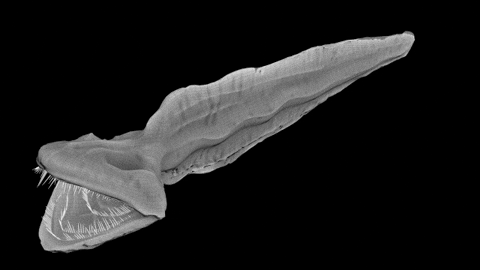 Deep Sea Fish GIFs - Get the best GIF on GIPHY