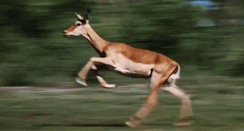 Nature Conservation Films GIFs - Get the best GIF on GIPHY
