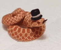 Snake Animated Gif