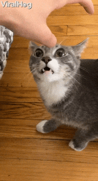Sudden Realization Cat Gif