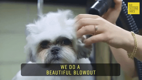 Grooming Blow Dry GIF by 60 Second Docs - Find & Share on GIPHY