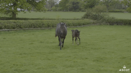 Excited Horse Racing GIF by Ascot Racecourse - Find & Share on GIPHY
