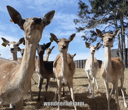 Wondeerful farm GIF - Find & Share on GIPHY