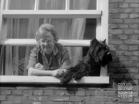 Look Out The Window GIFs - Get the best GIF on GIPHY