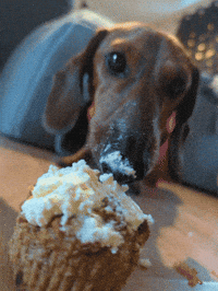Eating Birthday Cake Gif