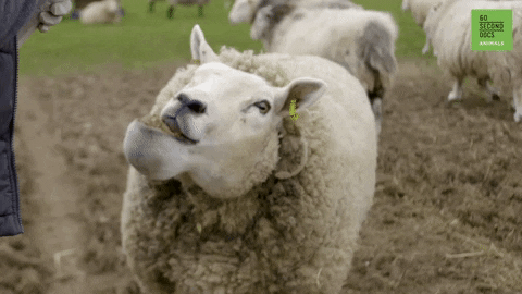 Hungry Food GIF by 60 Second Docs - Find & Share on GIPHY