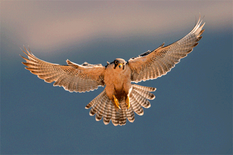 Falcon GIFs - Find & Share on GIPHY