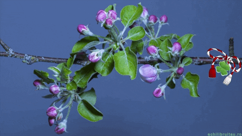 Primavara GIFs - Get the best GIF on GIPHY