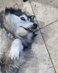 Growling Dog Gif