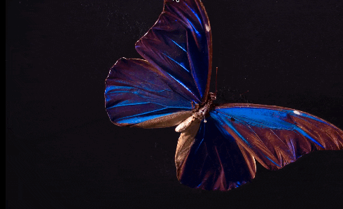 La leyenda de la mariposa azul.