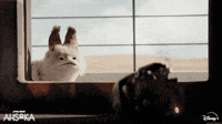 Jedi Cat Gif