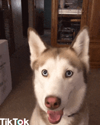 Excited Husky Gif