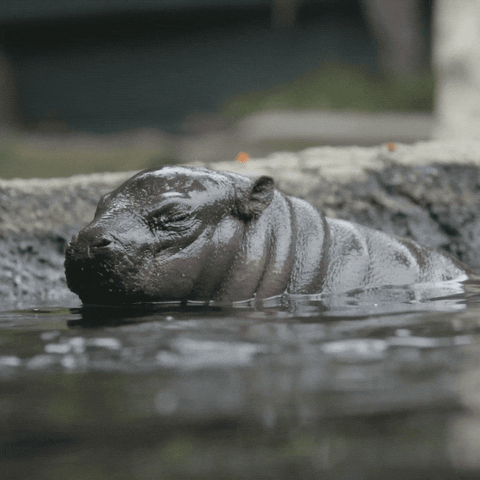Baby Hippo GIFs - Find & Share on GIPHY
