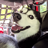 Funny Husky Gif