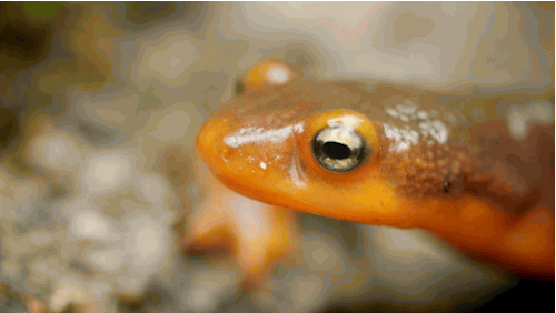 Lizard Pond GIF by PBS Digital Studios - Find & Share on GIPHY