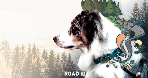 Nationaldogday GIFs - Get the best GIF on GIPHY