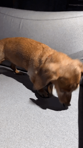 Doggie Dig GIF by Alex Anderson - Find & Share on GIPHY