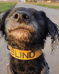 Glücklichster Hund Gif