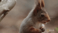 Flying Squirrel Gif