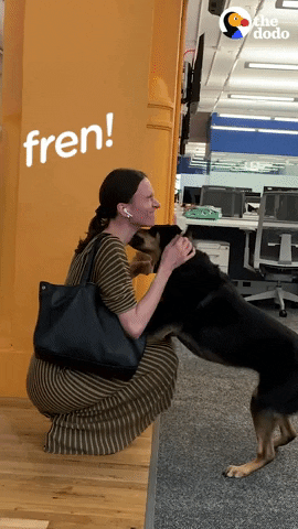 Dog Office GIF by The Dodo - Find & Share on GIPHY