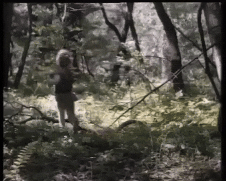 Battle For Endor Wicket GIF by mdleone - Find & Share on GIPHY