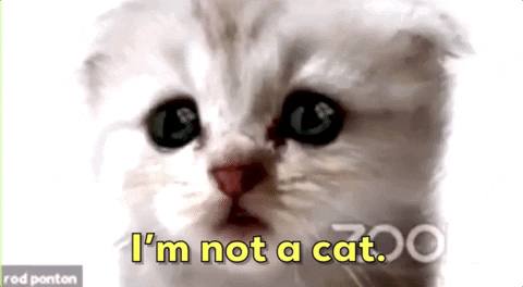 Lawyer-cat GIFs - Get the best GIF on GIPHY