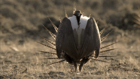 Dance Bird GIF by ABC Network - Find & Share on GIPHY