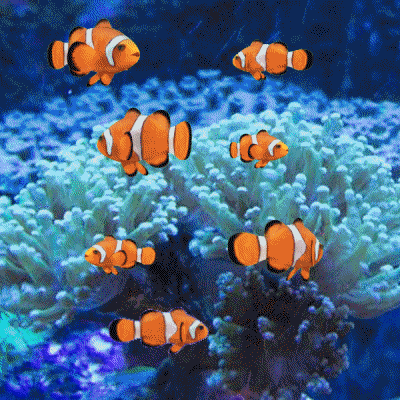 Animated Fish Swimming Gif