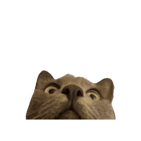 Stare Cat Gif