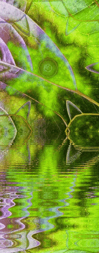 Water Ripples GIFs - Get the best GIF on GIPHY