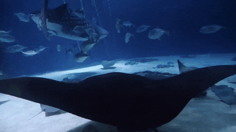 Stingray GIFs - Find & Share on GIPHY