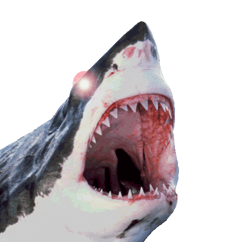 Great White Shark Bite Gif