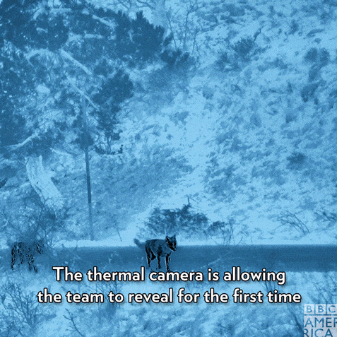 Thermal Cameras GIFs - Get the best GIF on GIPHY