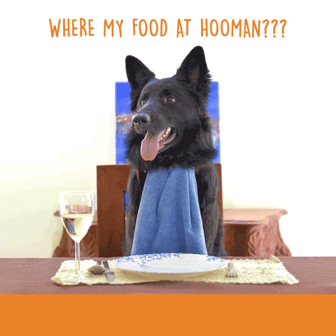 Dog Dinner GIFs - Get the best GIF on GIPHY