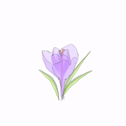 Animated Gif Flowers Blooming | Best Flower Site