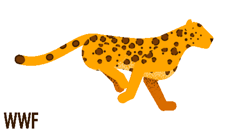 Running Cheetah Animation Gif