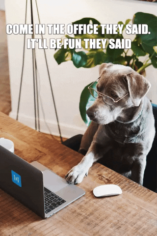 Webdevelop GIFs - Get the best GIF on GIPHY