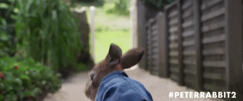 Peter Rabbit Movie Peter Rabbit GIFs - Get the best GIF on GIPHY