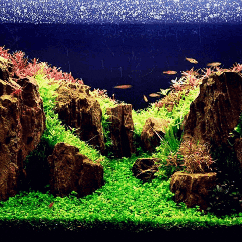 Aquatic Plants GIFs - Get the best GIF on GIPHY