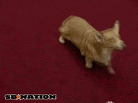 Rolling Puppy Gif