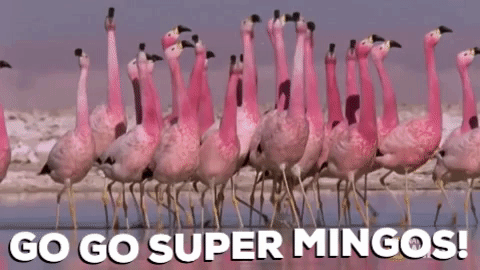 Flamingo GIF by ForwardMadisonFC - Find & Share on GIPHY