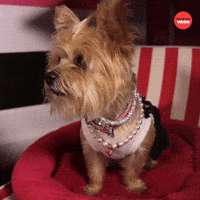 Fashion-stylist GIFs - Get the best GIF on GIPHY