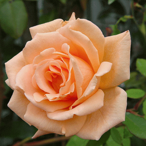 French Rose GIFs - Get the best GIF on GIPHY