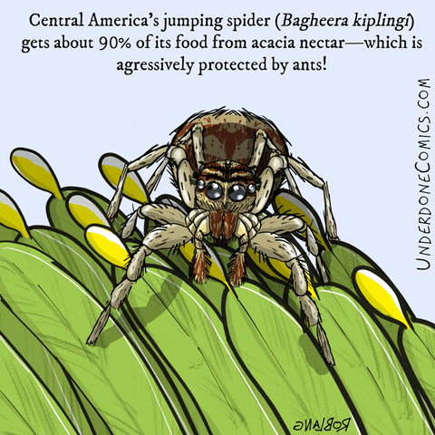 Jumping-spiders GIFs - Get the best GIF on GIPHY