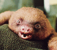 Baby Sloths Gif