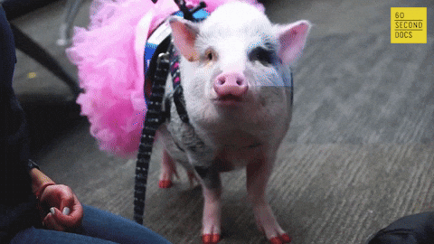 Piglet GIFs - Get the best GIF on GIPHY