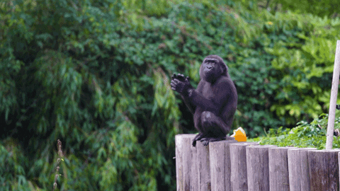 Western Lowland Gorilla Clap GIF by BristolZooGardens - Find & Share on ...