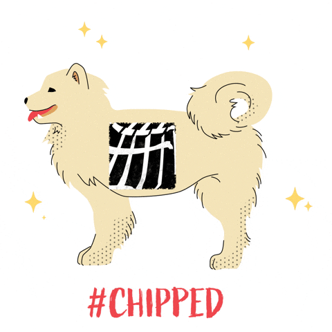 Shelter-animals GIFs - Get the best GIF on GIPHY