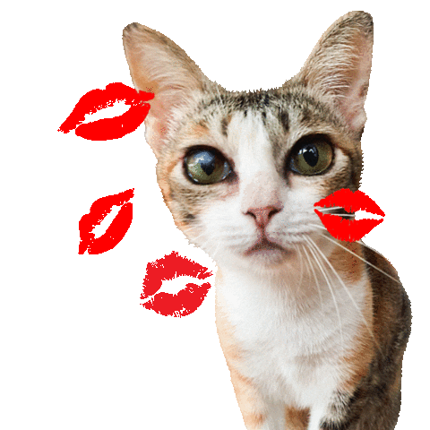 Sending Kisses Cat